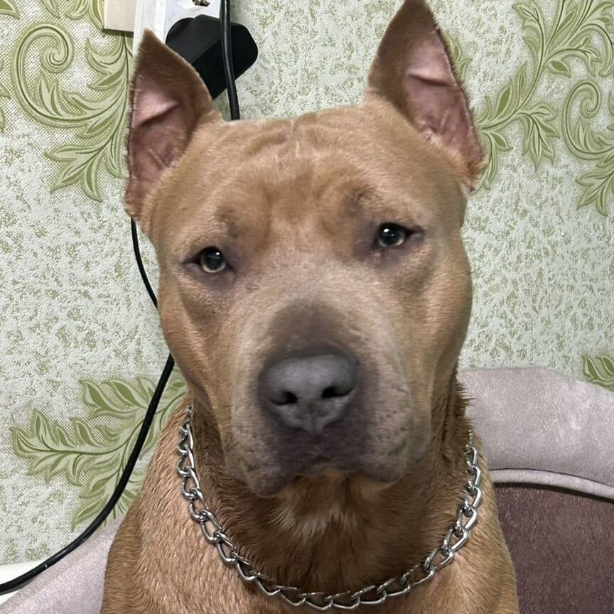 Вязка собак стаффорд