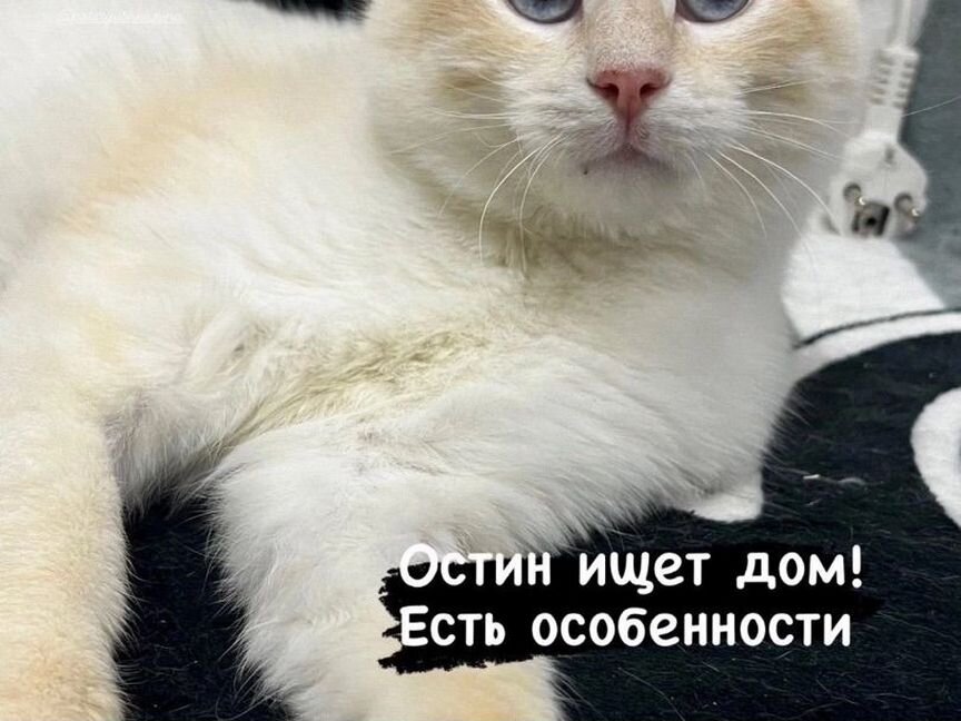 Котенок в добрые руки