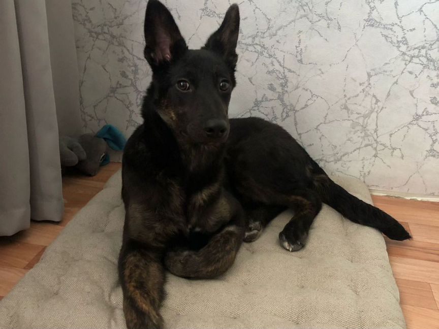 Щенок подросток Тэя