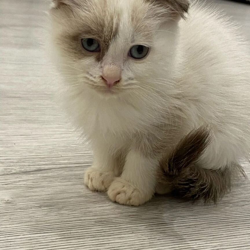 Котенок девочка беленькая с пятнышками