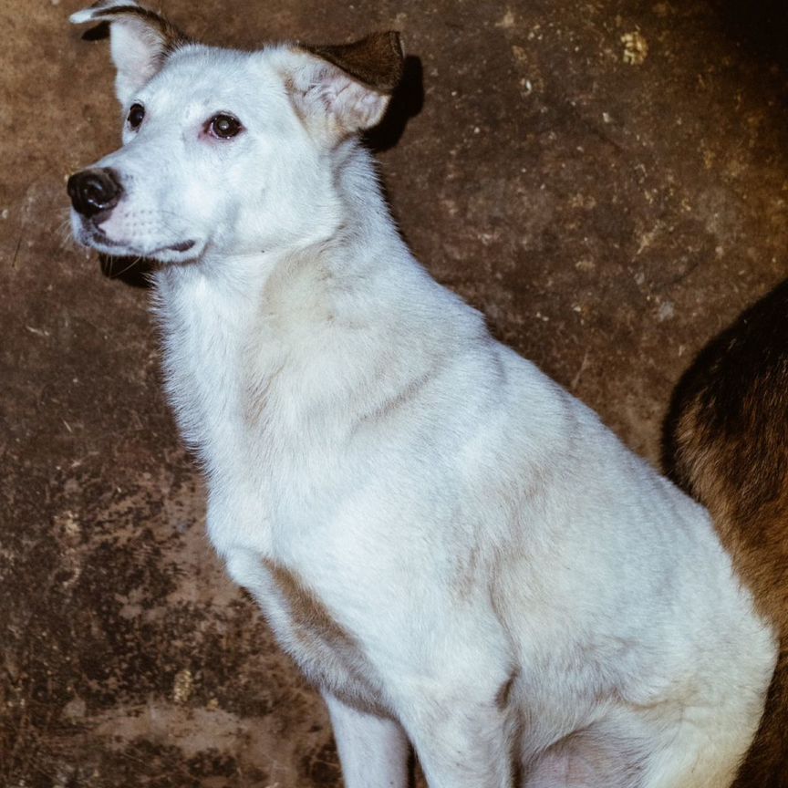 Собака в добрые руки