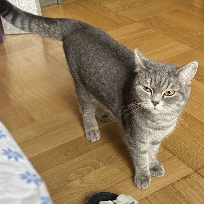 Шотландская прямоухая короткошёрстная, взрослая кошка