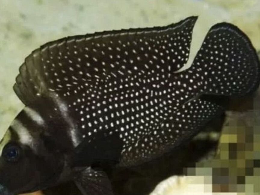 Альтолапрологус