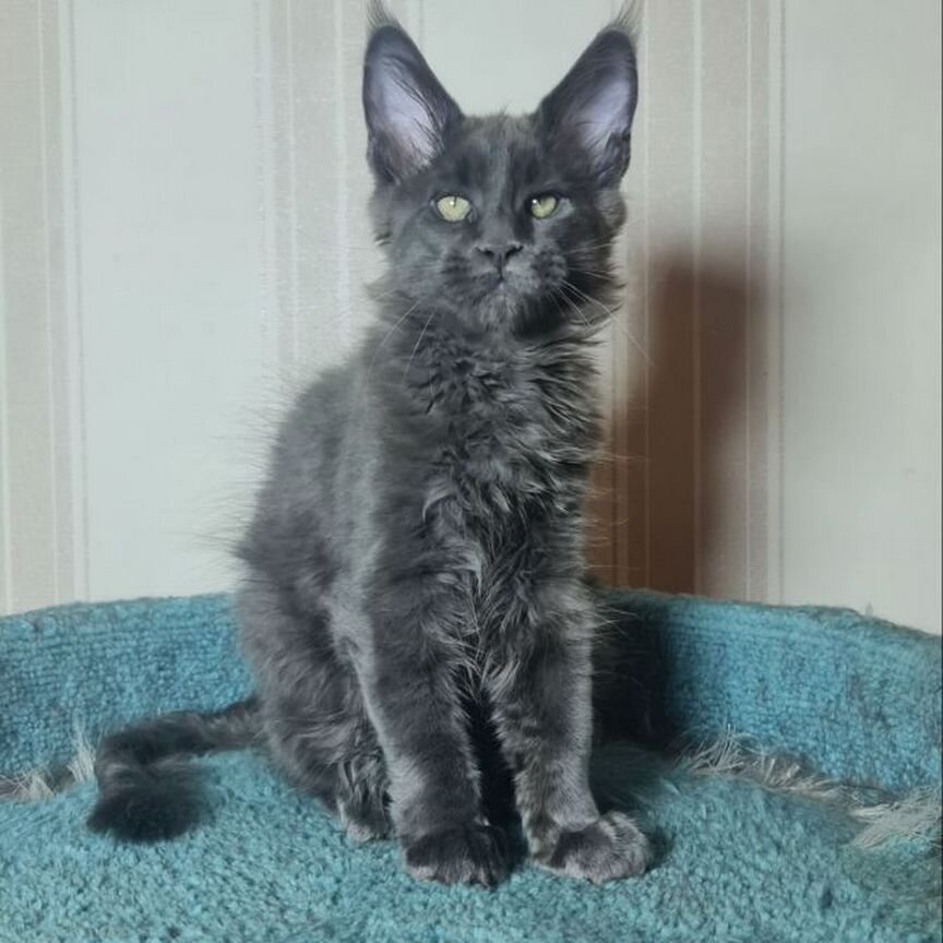 Котята мейн-кун