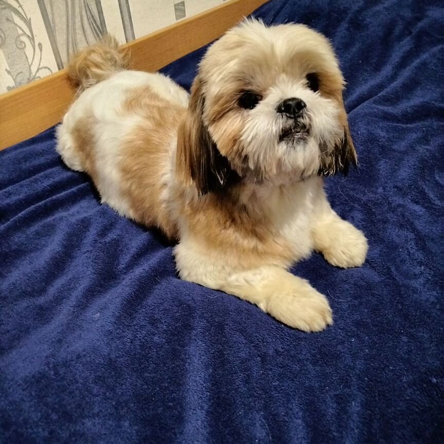 Кавалер ищет даму