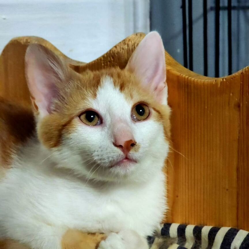 Отдаётся котёнок