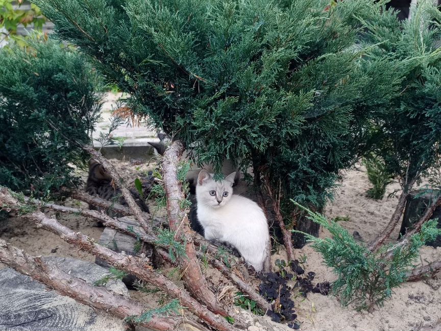 Шотландские котята прямоухие
