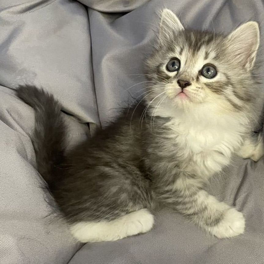 Сибирский котёнок