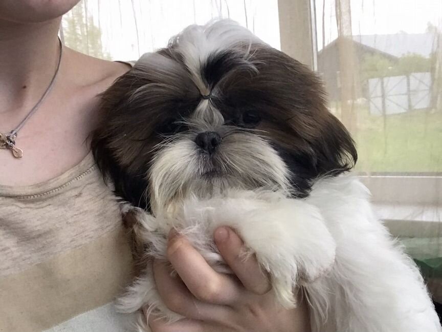 Щенки ши-тцу