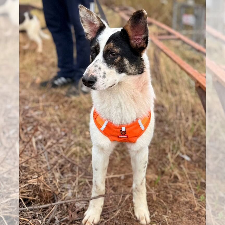 Щенок в добрые руки