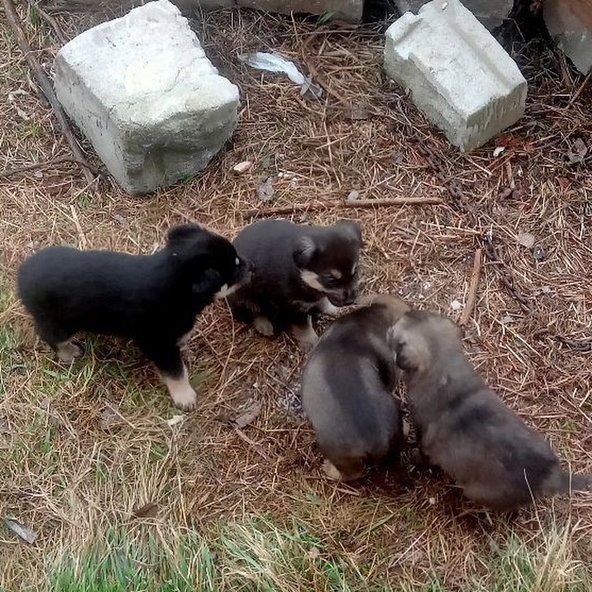 Щенок в добрые руки