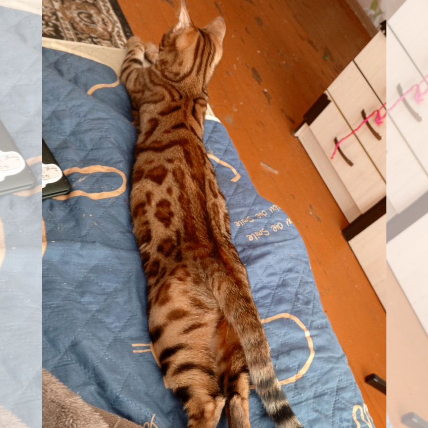 Бенгальская кошка в добрые руки