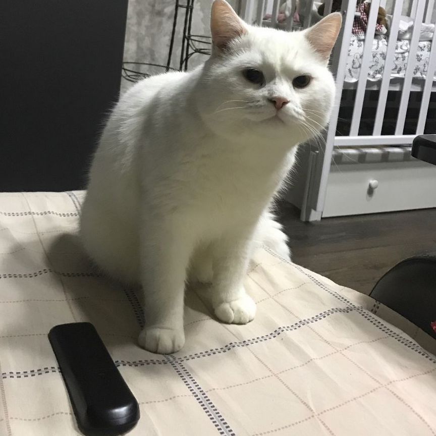 Взрослый кот в добрые руки