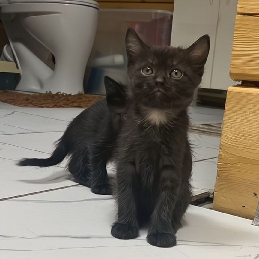 Котёнок в добрые руки