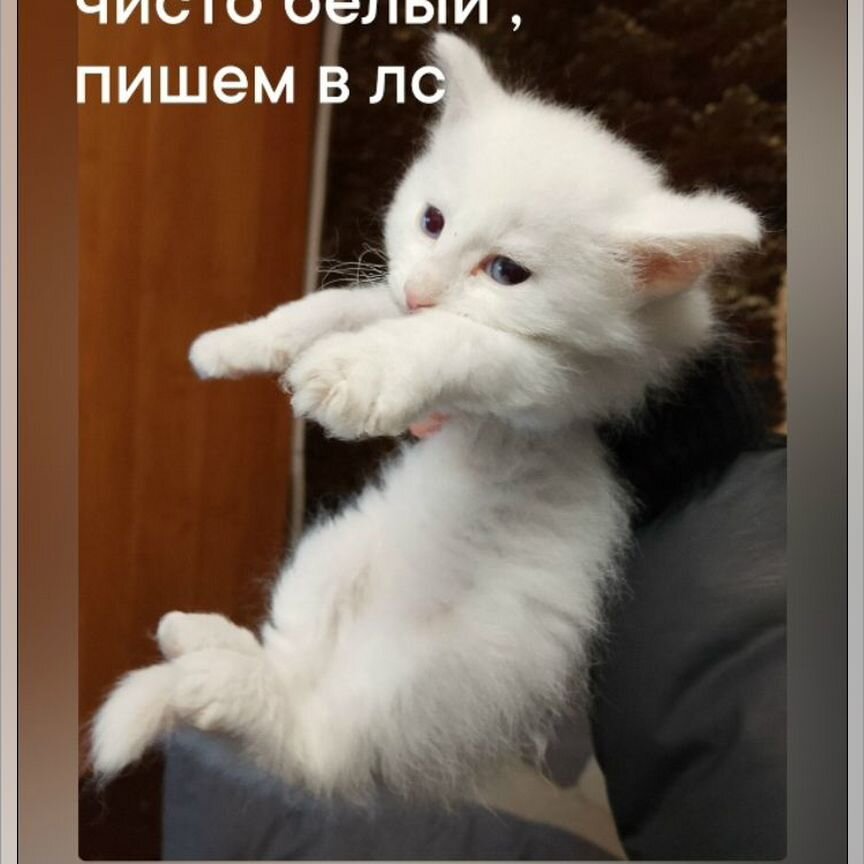 Сибирский котёнок