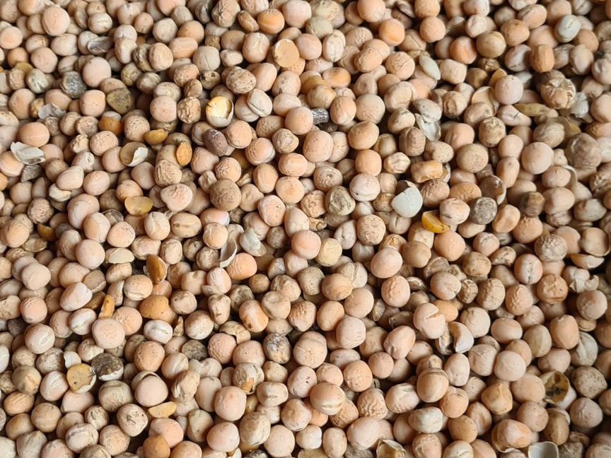 Горох кормовой