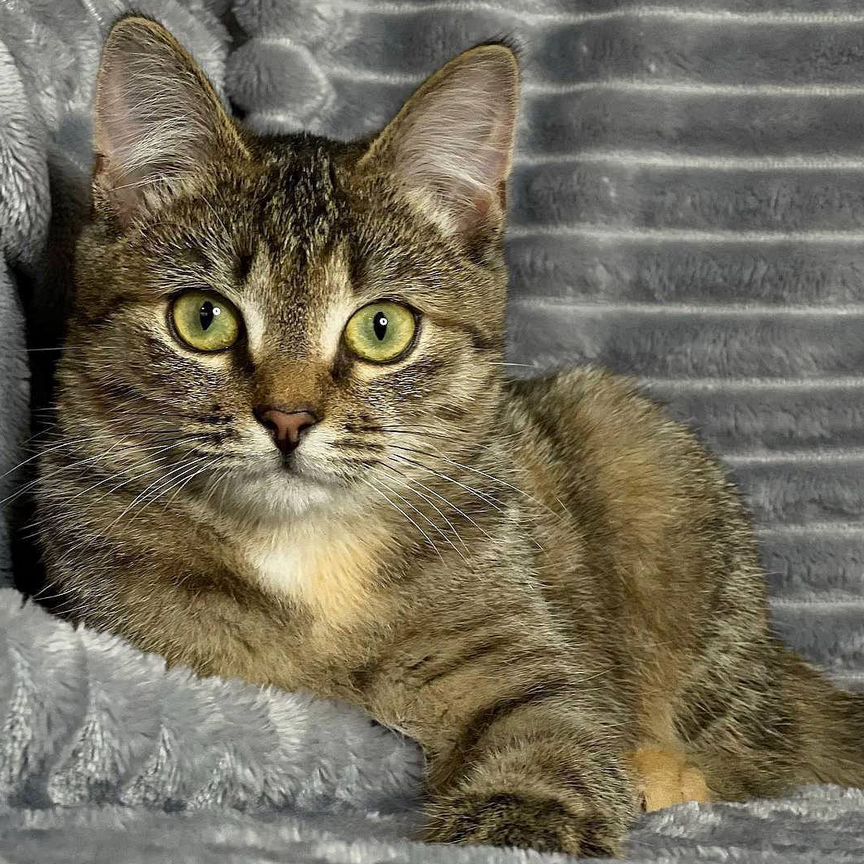 Юна маленькая принцесса в поисках семьи