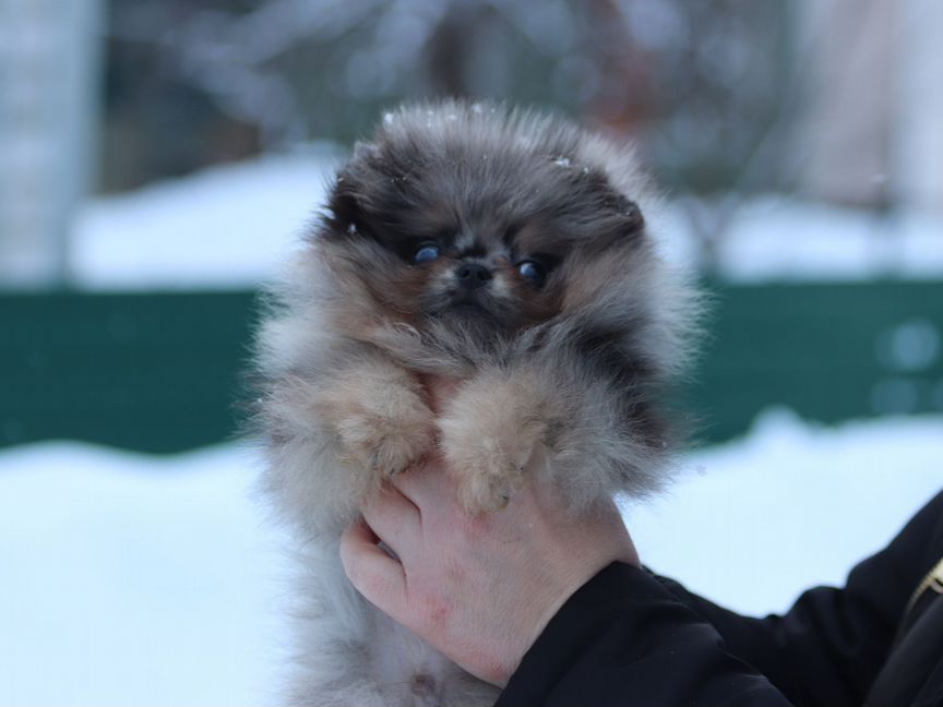 Померанский шпиц Крошка Енот
