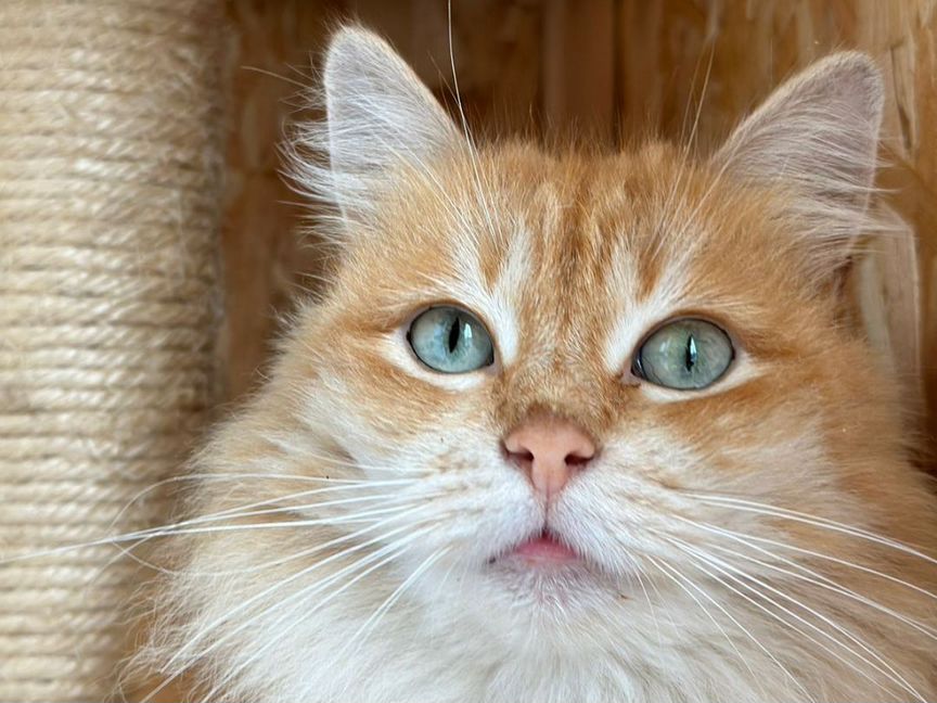 Рыжая кошка ищет дом