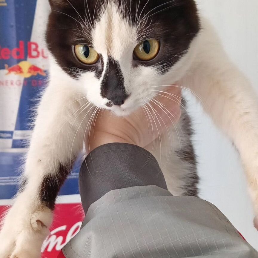 Кто потерял кошечку