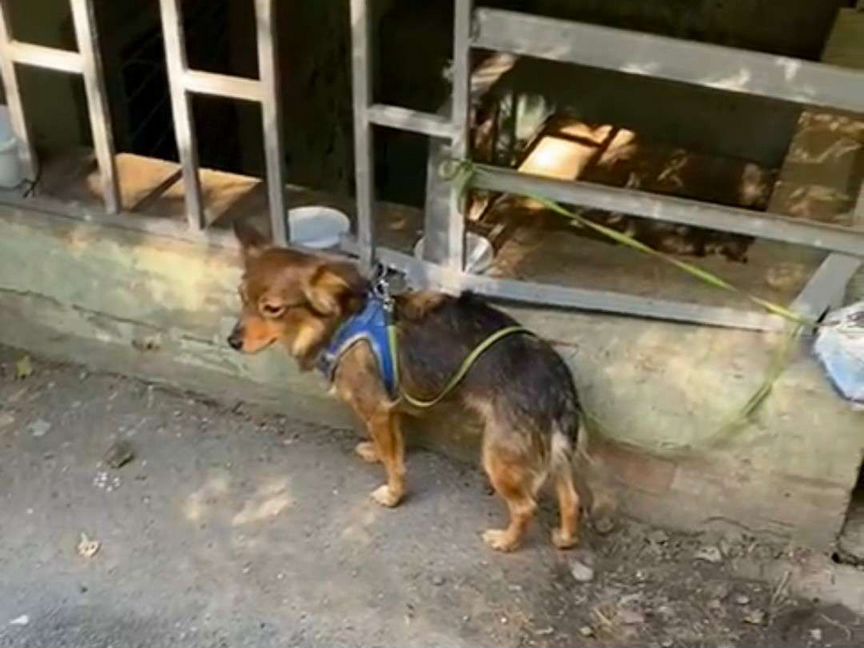 Привязали собаку и бросили