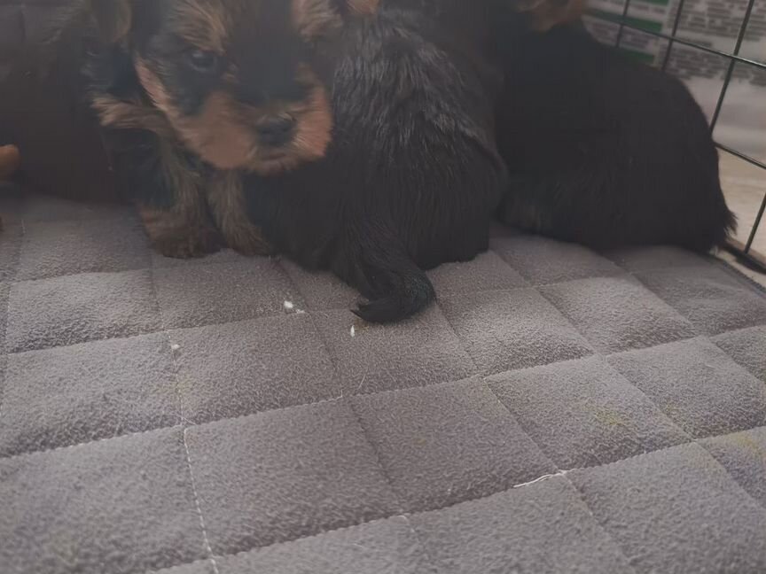 Йоркширский терьер щенки