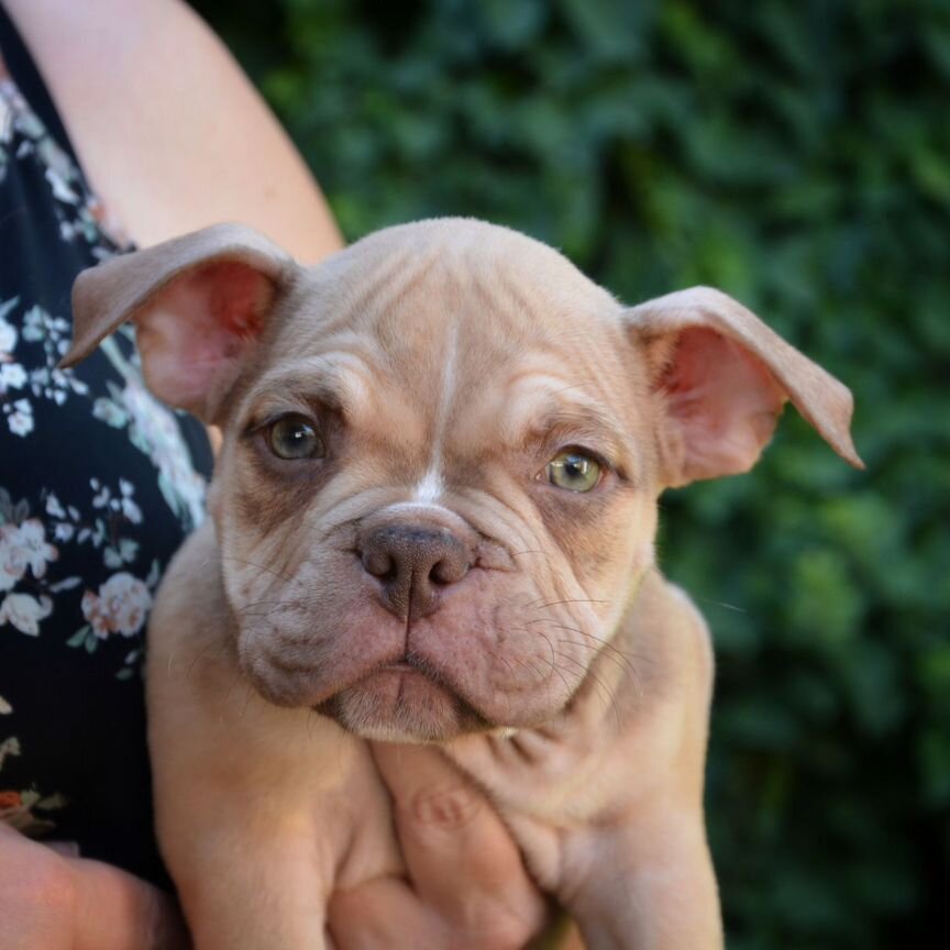 Девочка Американский булли