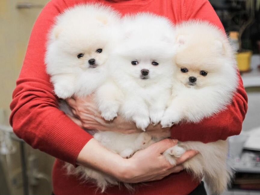 Шпиц мини мишки РКФ