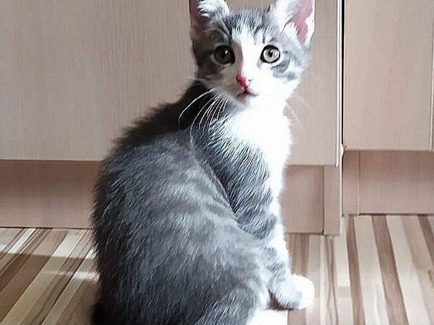 Котенок мальчик