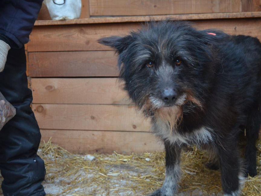 Отдам молодого крупного песика. Кастрирован