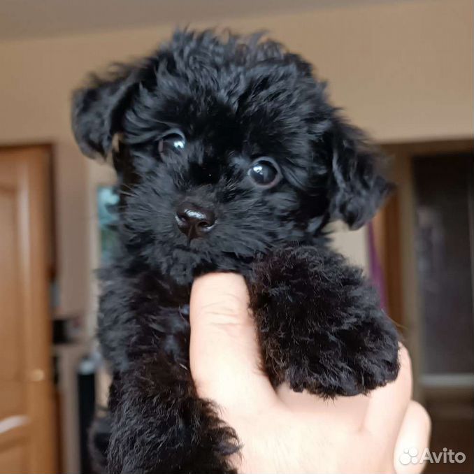 Йорки-пу (девочка) спокойная и любит играться