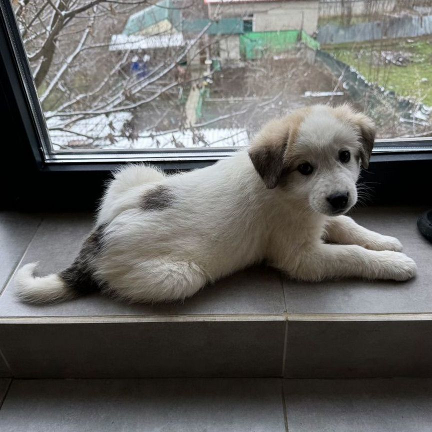 Щенок в добрые руки бесплатно
