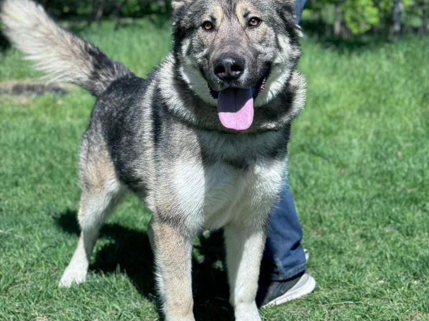 Волчок ищет дом