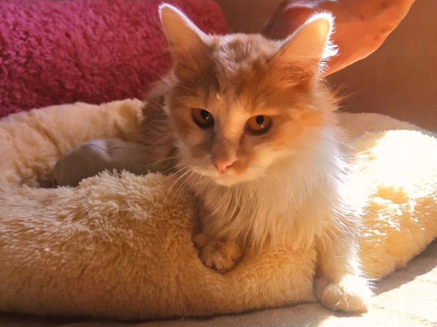 Говорили, что кот мейн-кун