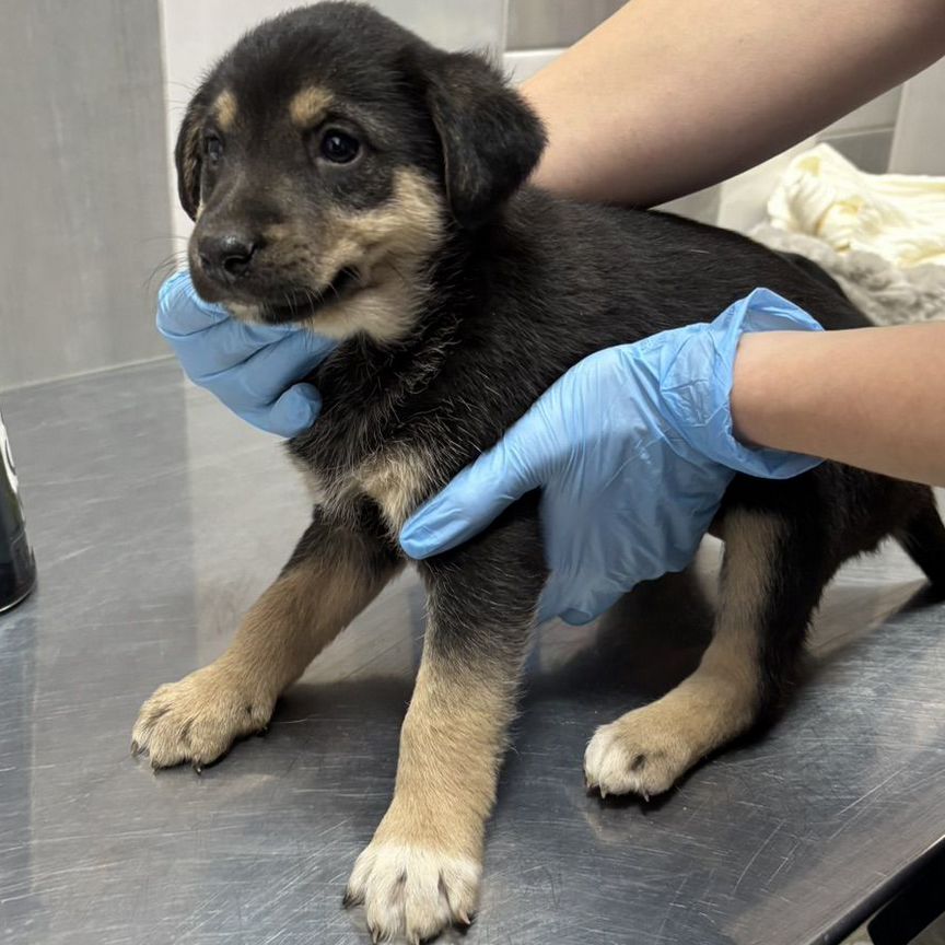 Щенок в добрые руки