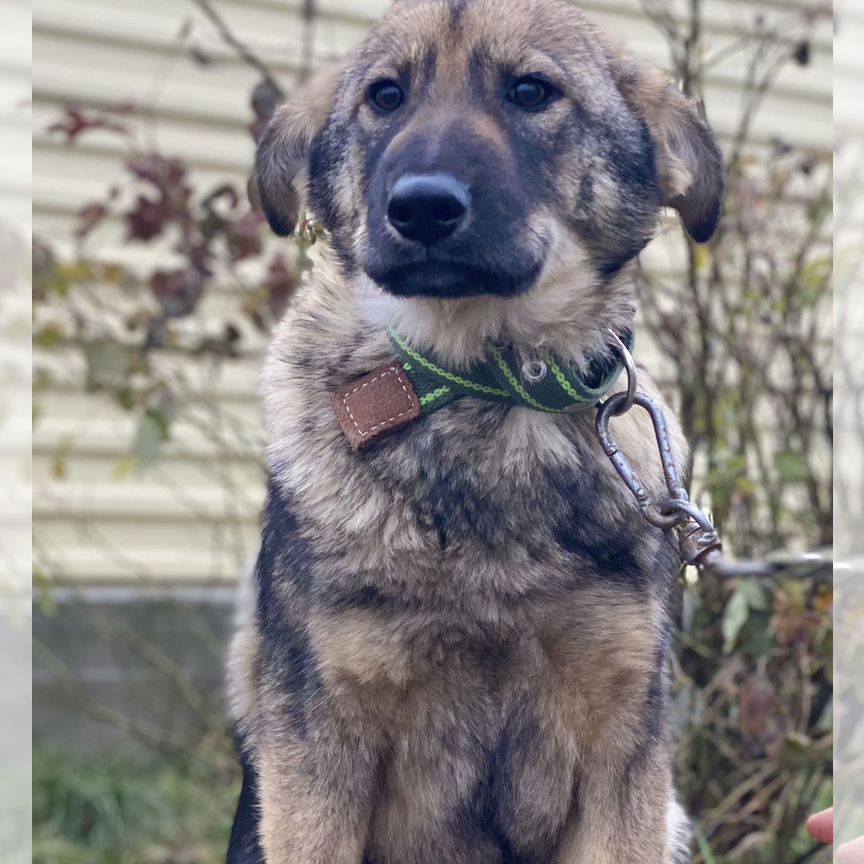 Щенок в добрые руки