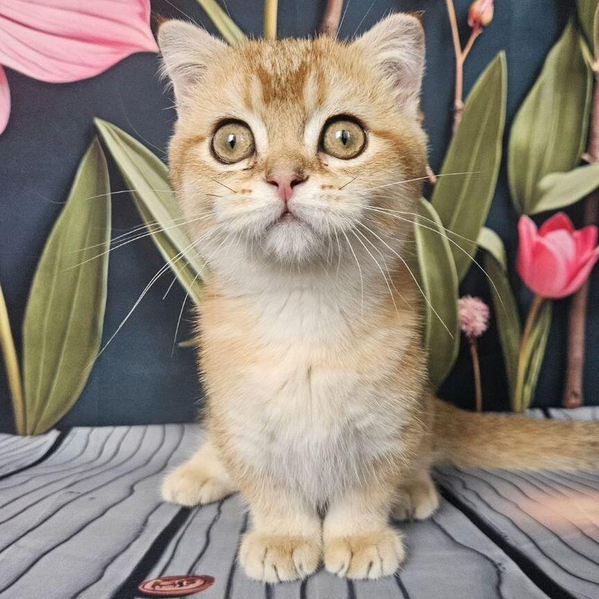 Девочка на коротких лапках