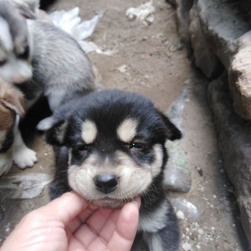 Щенки хаски в добрые руки