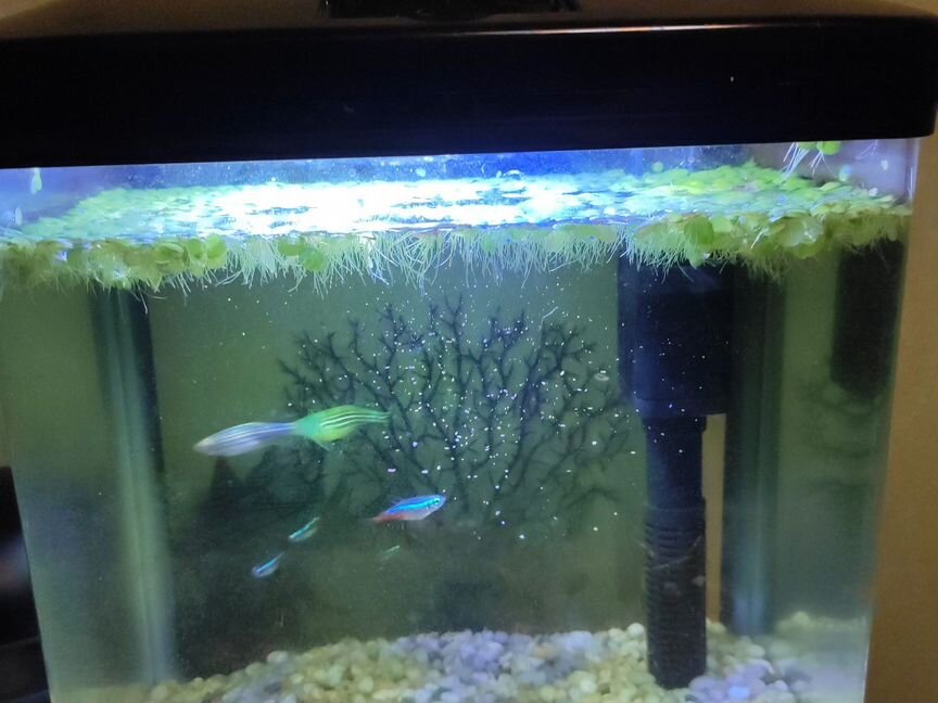 Ряска для аквариума