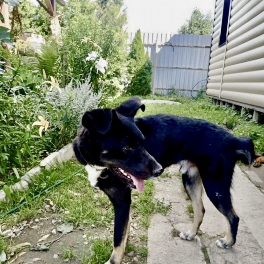 Собака в добрые руки мальчик