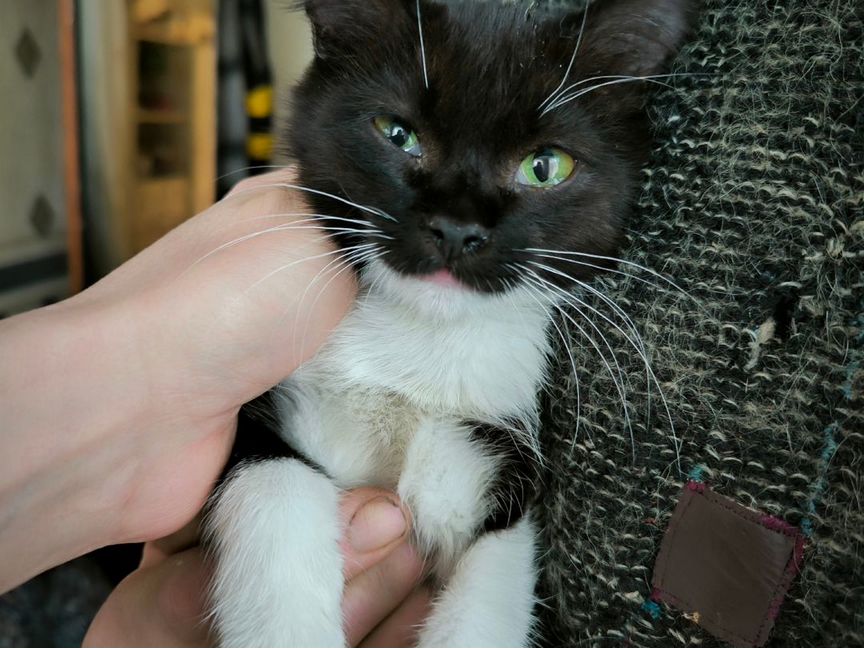 Котенок ищет дом