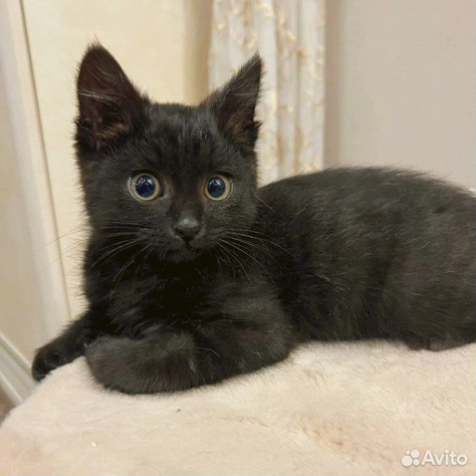 Котенок дымок в добрые руки бесплатно в дар