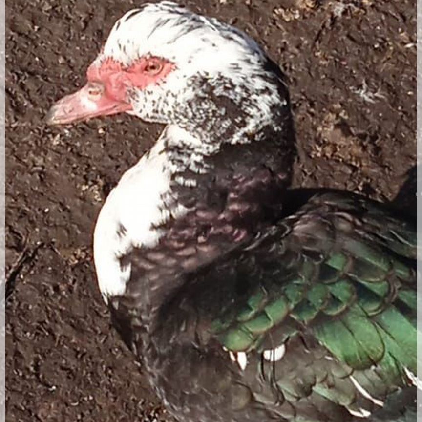 Индоутки и селезни (мускусные утки)