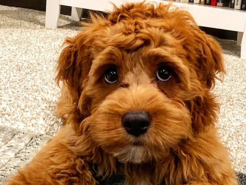 Щенки кокапу