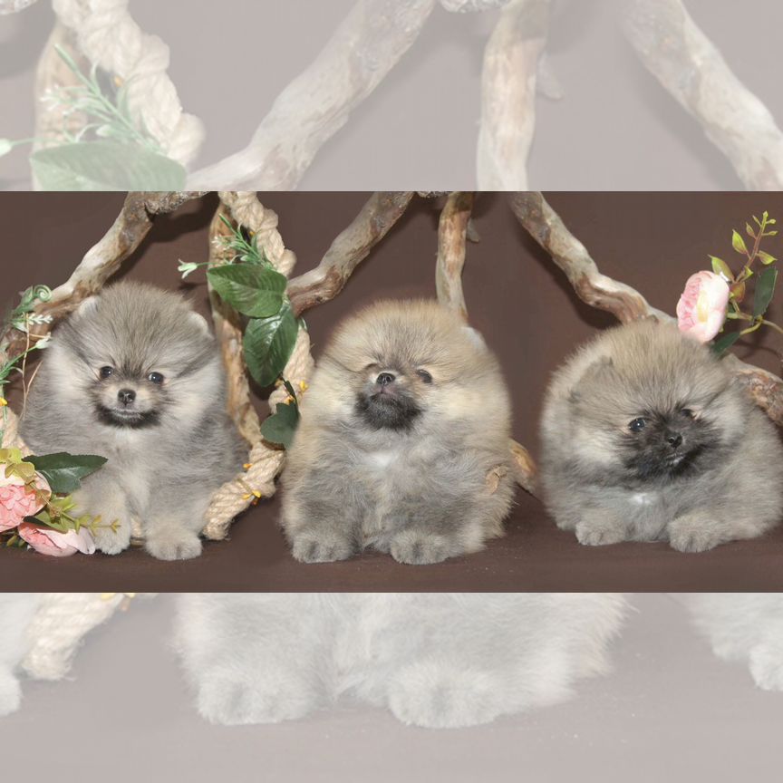 Померанский шпиц, щенок