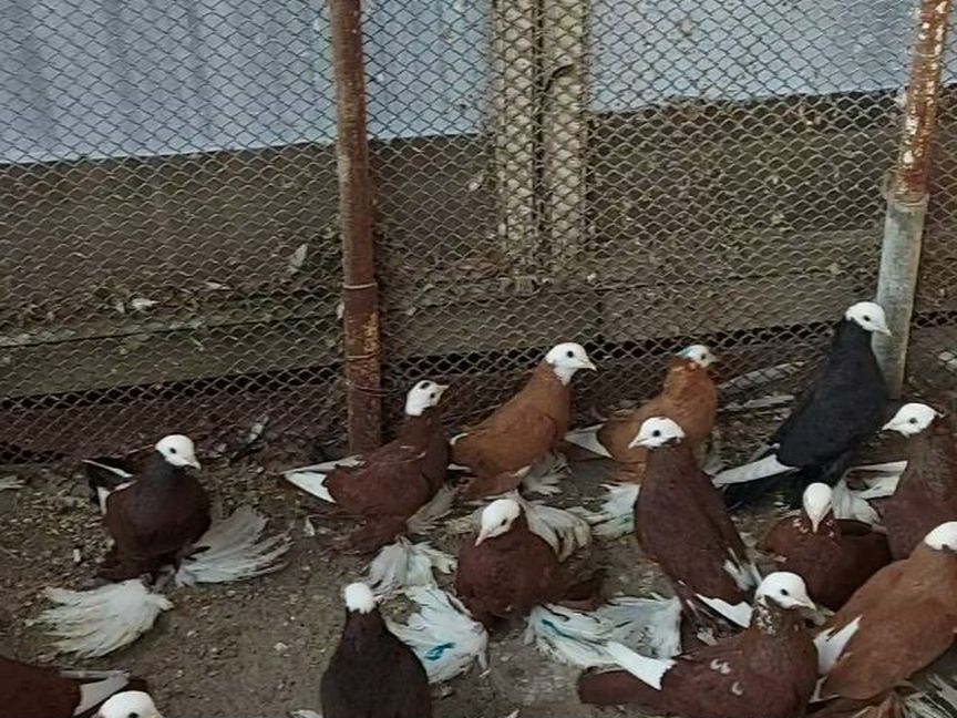 Продажа голубей Армавирцев