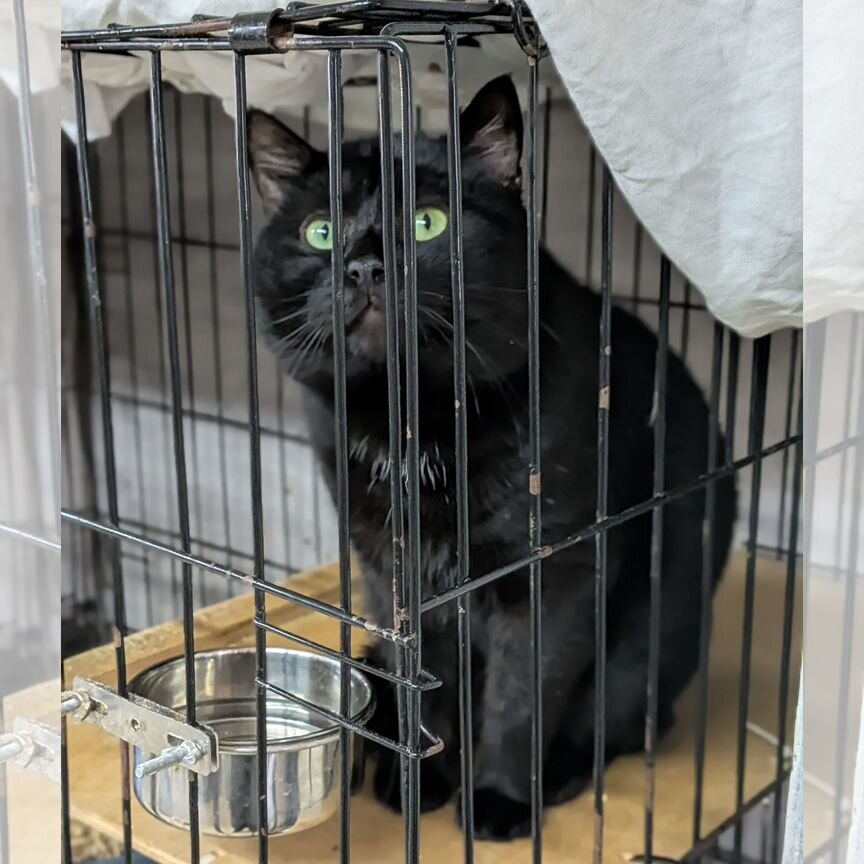 Взрослый кот в добрые руки