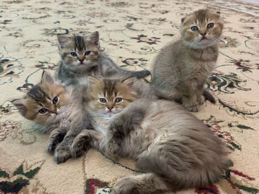Шотландские котята