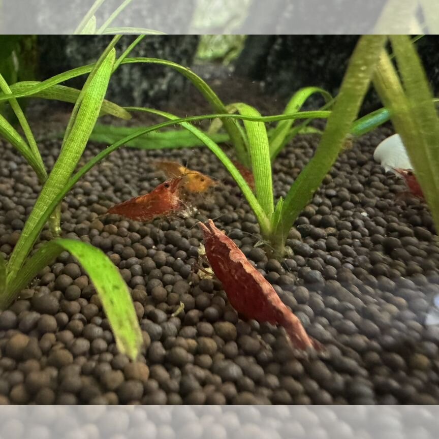 Креветки Вишня