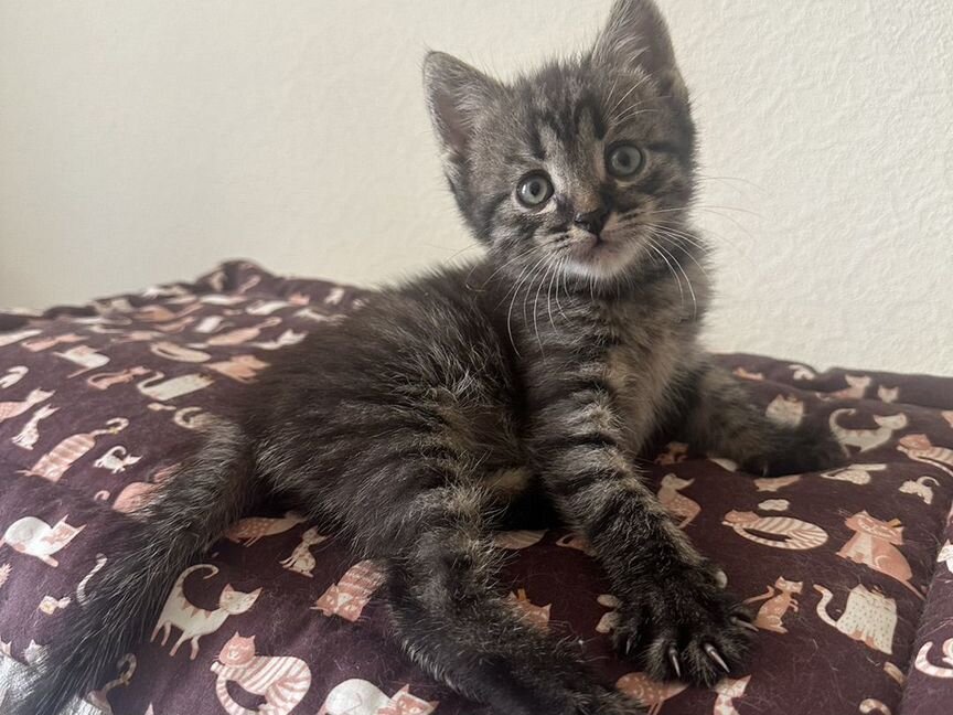 Очаровательный котенок-тигренок ищет дом